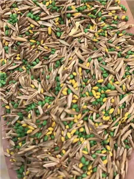 紫花苜蓿草种子多少钱一斤_紫花苜蓿草种子怎么种-第2张图片-山城妙识