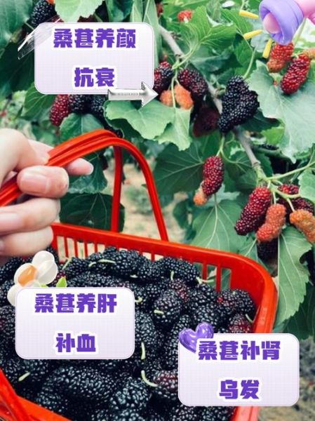 女人吃桑葚后的变化_女人吃桑葚多久见效-第3张图片-山城妙识