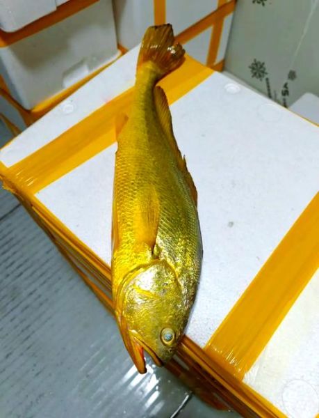 大黄鱼为什么那么贵_野生大黄鱼多少钱一斤-第1张图片-山城妙识 大黄鱼为什么那么贵_野生大黄鱼多少钱一斤-第1张图片-山城妙识