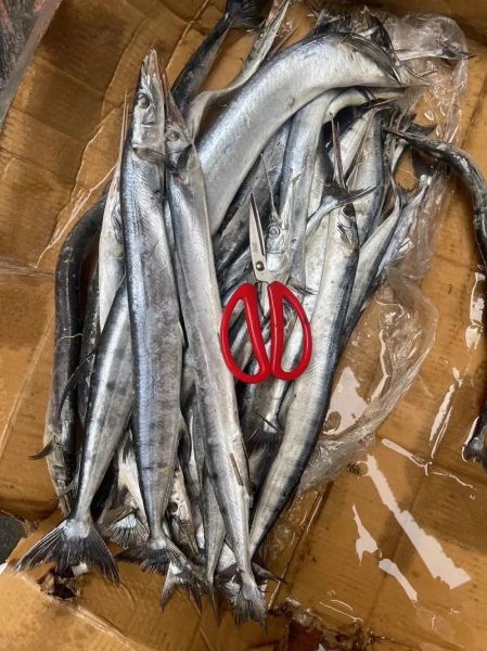 钢针鱼学名是什么_钢针鱼学名怎么读-第3张图片-山城妙识 钢针鱼学名是什么_钢针鱼学名怎么读-第3张图片-山城妙识