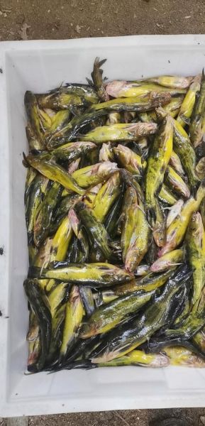 钢针鱼学名是什么_钢针鱼学名怎么读-第2张图片-山城妙识 钢针鱼学名是什么_钢针鱼学名怎么读-第2张图片-山城妙识