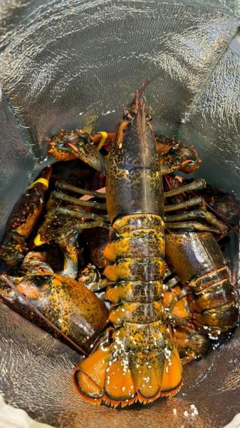 10斤大龙虾多少钱一只_10斤大龙虾价格-第1张图片-山城妙识