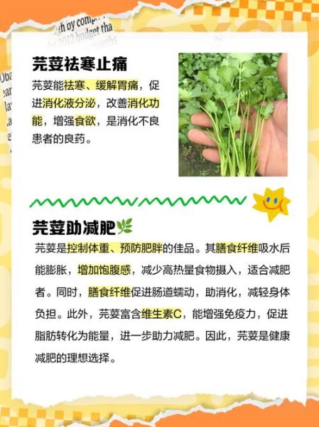 香菜对男性功能有影响吗_香菜会降低睾酮吗-第3张图片-山城妙识 香菜对男性功能有影响吗_香菜会降低睾酮吗-第3张图片-山城妙识