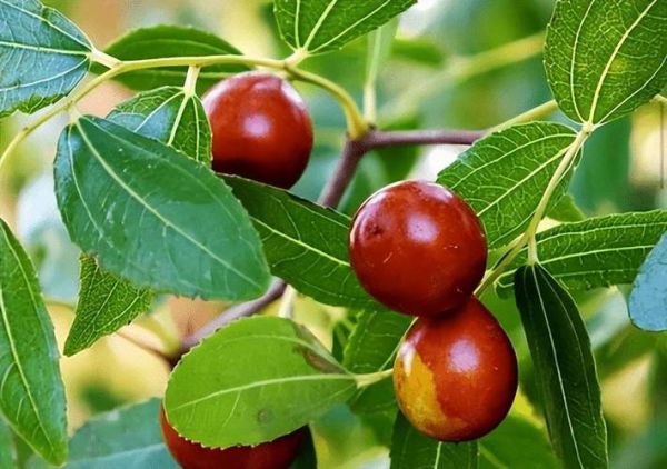 红枣树图片大全大图高清_红枣树高清大图怎么拍-第2张图片-山城妙识 红枣树图片大全大图高清_红枣树高清大图怎么拍-第2张图片-山城妙识