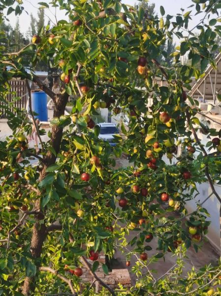 红枣树图片大全大图高清_红枣树高清大图怎么拍-第3张图片-山城妙识 红枣树图片大全大图高清_红枣树高清大图怎么拍-第3张图片-山城妙识