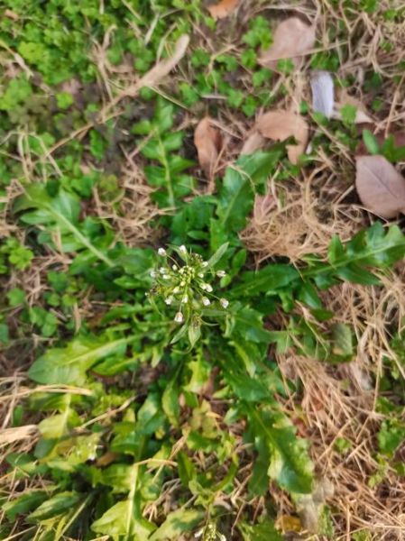 荠菜长什么样_荠菜图片怎么拍好看-第1张图片-山城妙识 荠菜长什么样_荠菜图片怎么拍好看-第1张图片-山城妙识