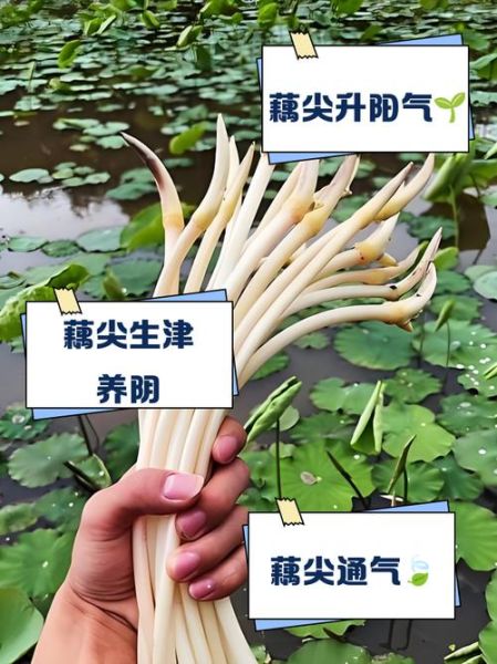 藕尖怎么做好吃_藕尖的功效与作用-第1张图片-山城妙识 藕尖怎么做好吃_藕尖的功效与作用-第1张图片-山城妙识