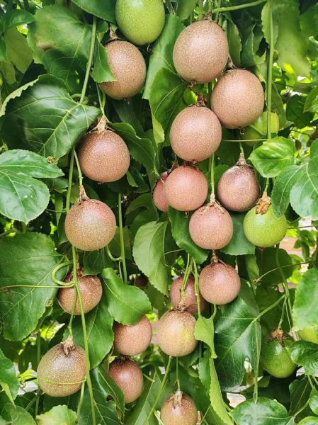 百香果适合什么气候_百香果种植温度要求-第1张图片-山城妙识 百香果适合什么气候_百香果种植温度要求-第1张图片-山城妙识