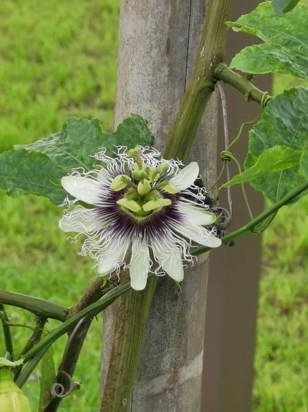 百香果适合什么气候_百香果种植温度要求-第2张图片-山城妙识 百香果适合什么气候_百香果种植温度要求-第2张图片-山城妙识