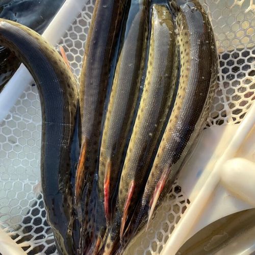 黑斑狗鱼怎么养_黑斑狗鱼吃什么-第1张图片-山城妙识 黑斑狗鱼怎么养_黑斑狗鱼吃什么-第1张图片-山城妙识