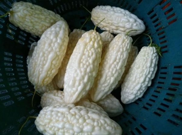 白苦瓜怎么挑选_白苦瓜的功效与作用-第1张图片-山城妙识 白苦瓜怎么挑选_白苦瓜的功效与作用-第1张图片-山城妙识