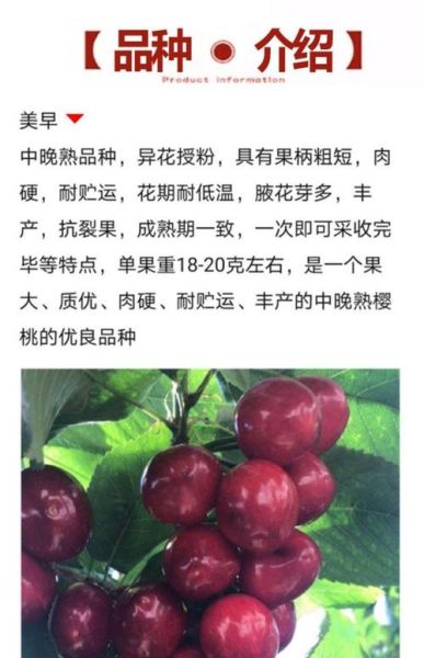 樱桃苗最好的品种有哪些_怎么选-第1张图片-山城妙识