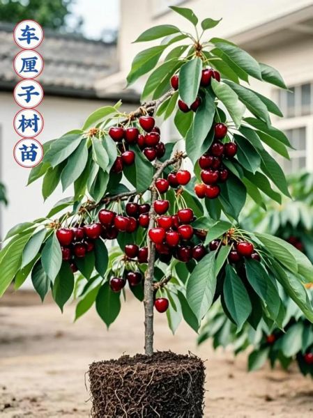 樱桃苗最好的品种有哪些_怎么选-第3张图片-山城妙识