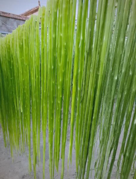 贡菜是什么菜_贡菜长什么样-第1张图片-山城妙识 贡菜是什么菜_贡菜长什么样-第1张图片-山城妙识