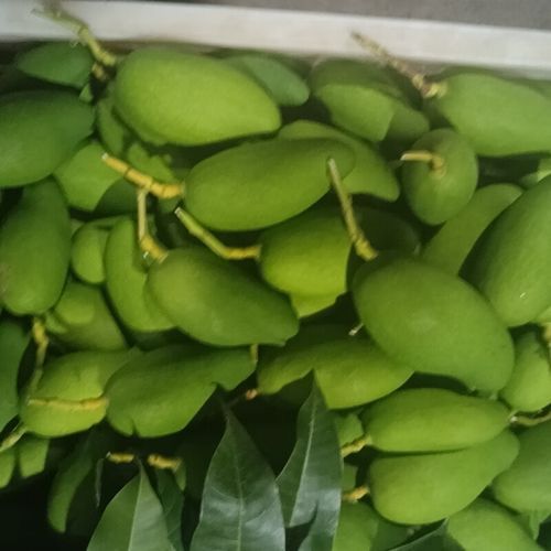 孕妇能吃芒果吗_芒果对胎儿的影响-第2张图片-山城妙识