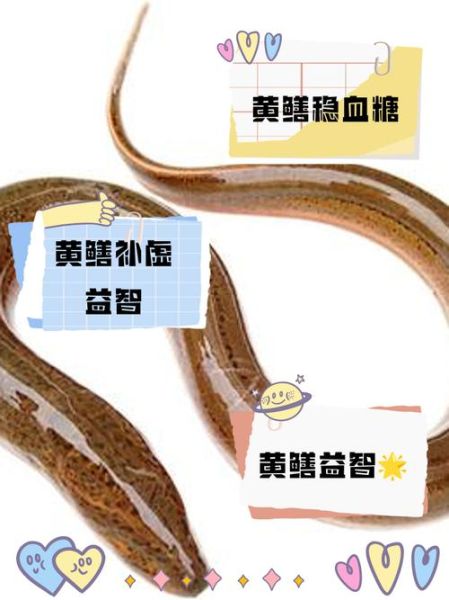 黄鳝养殖技术培训_如何科学提高成活率-第3张图片-山城妙识 黄鳝养殖技术培训_如何科学提高成活率-第3张图片-山城妙识