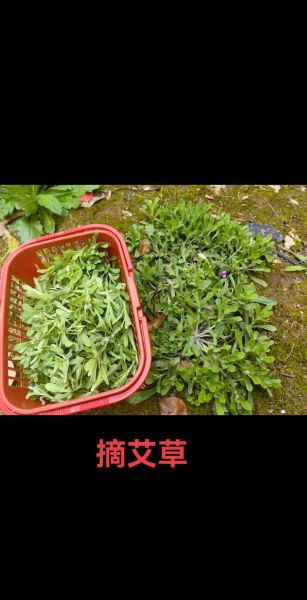 清明果是什么草做的_清明果用什么草做才正宗-第1张图片-山城妙识