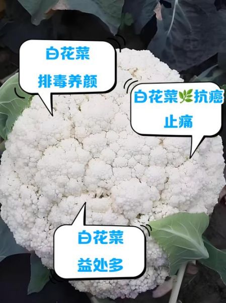 白花菜图片_白花菜和西兰花区别-第2张图片-山城妙识 白花菜图片_白花菜和西兰花区别-第2张图片-山城妙识