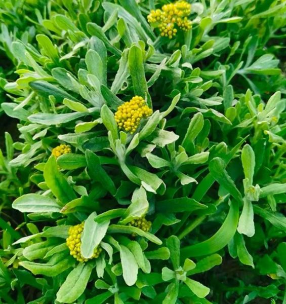 清明果是什么草做的_清明果用什么草做才正宗-第2张图片-山城妙识