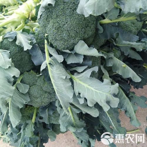 白花菜图片_白花菜和西兰花区别-第1张图片-山城妙识 白花菜图片_白花菜和西兰花区别-第1张图片-山城妙识