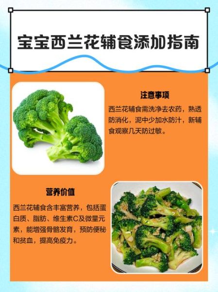 西兰花对孩子的营养价值_西兰花怎么给孩子吃最好-第2张图片-山城妙识 西兰花对孩子的营养价值_西兰花怎么给孩子吃最好-第2张图片-山城妙识
