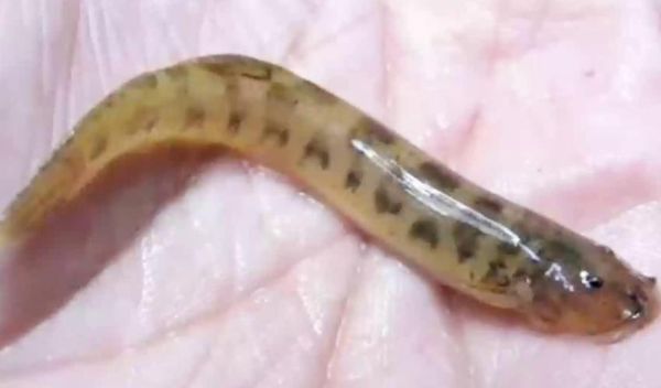 史前最恐怖的10种鱼_它们真的灭绝了吗-第3张图片-山城妙识 史前最恐怖的10种鱼_它们真的灭绝了吗-第3张图片-山城妙识