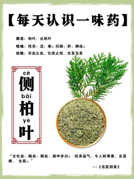 侧柏叶的功效与作用_侧柏叶怎么用-第2张图片-山城妙识 侧柏叶的功效与作用_侧柏叶怎么用-第2张图片-山城妙识