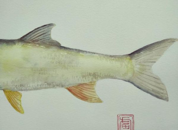 鳡鱼是什么鱼_鳡鱼为什么叫水老虎-第1张图片-山城妙识 鳡鱼是什么鱼_鳡鱼为什么叫水老虎-第1张图片-山城妙识