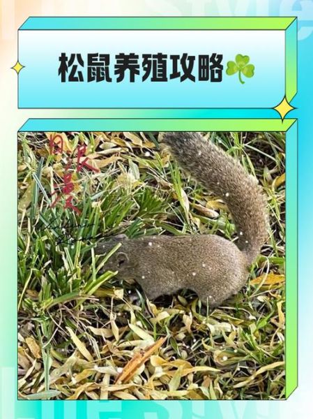 松鼠怎么养_松鼠能活多久-第3张图片-山城妙识 松鼠怎么养_松鼠能活多久-第3张图片-山城妙识