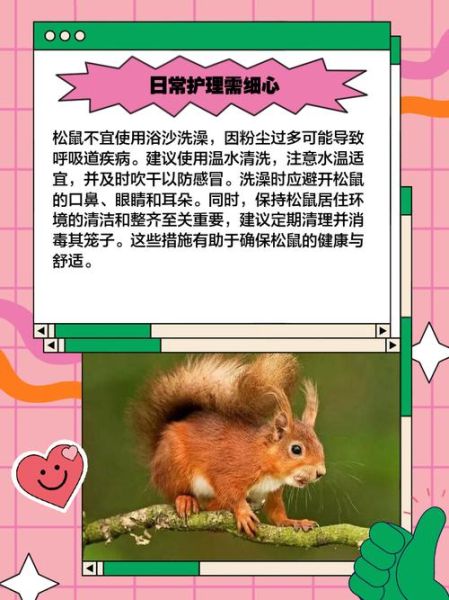 松鼠怎么养_松鼠能活多久-第2张图片-山城妙识 松鼠怎么养_松鼠能活多久-第2张图片-山城妙识