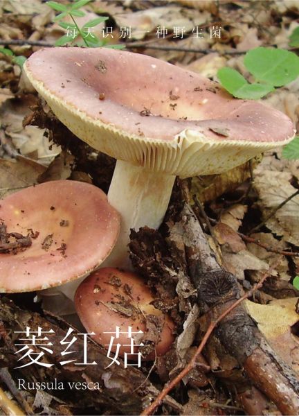 红蘑菇的功效与作用_红蘑菇怎么吃效果最好-第2张图片-山城妙识 红蘑菇的功效与作用_红蘑菇怎么吃效果最好-第2张图片-山城妙识