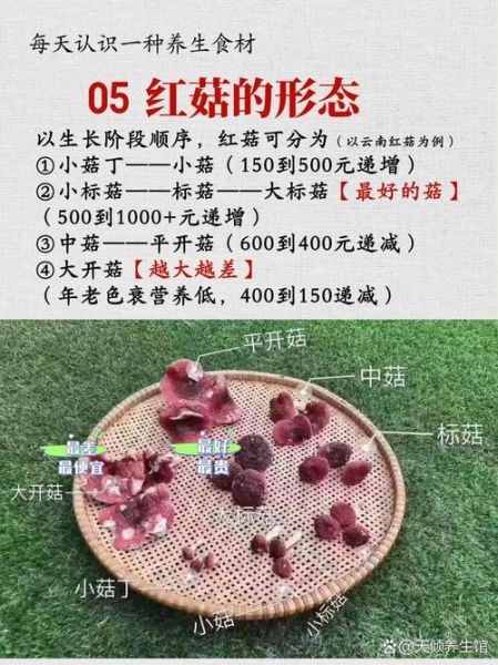 红蘑菇的功效与作用_红蘑菇怎么吃效果最好-第1张图片-山城妙识 红蘑菇的功效与作用_红蘑菇怎么吃效果最好-第1张图片-山城妙识