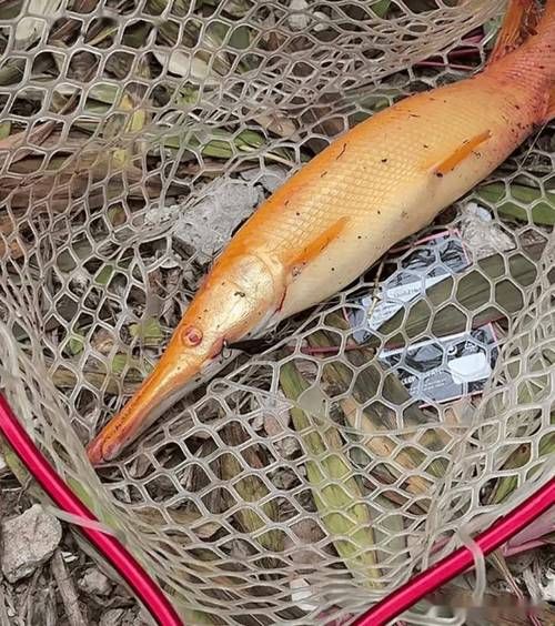 鳄雀鳝能吃吗_鳄雀鳝食用安全吗-第1张图片-山城妙识 鳄雀鳝能吃吗_鳄雀鳝食用安全吗-第1张图片-山城妙识