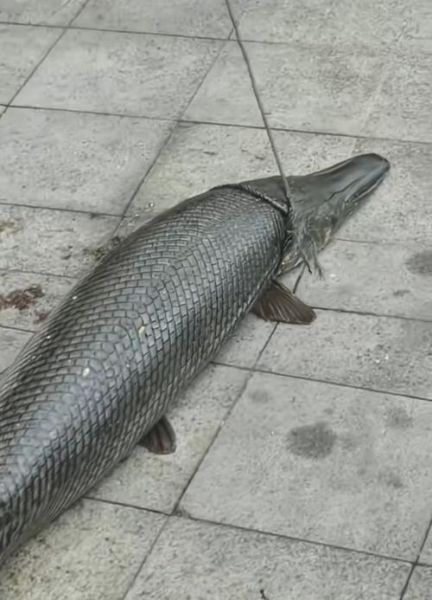 鳄雀鳝能吃吗_鳄雀鳝食用安全吗-第3张图片-山城妙识 鳄雀鳝能吃吗_鳄雀鳝食用安全吗-第3张图片-山城妙识