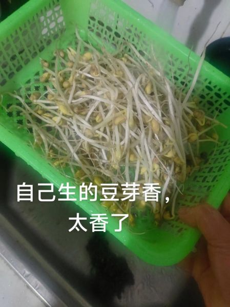 怎样生豆芽_在家最简单的方法-第3张图片-山城妙识