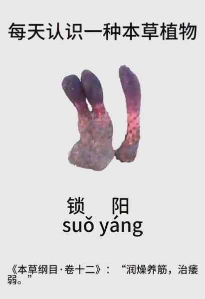 锁阳长什么样_锁阳图片特征详解-第1张图片-山城妙识