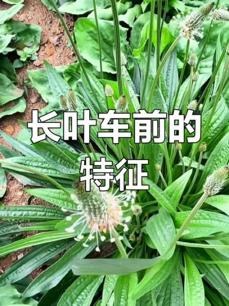 车前草长什么样_车前草图片高清细节解析-第2张图片-山城妙识