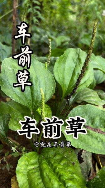 车前草长什么样_车前草图片高清细节解析-第3张图片-山城妙识