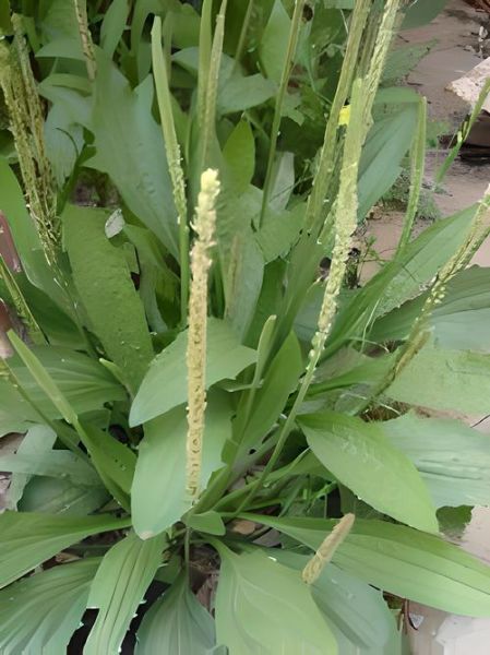 车前草长什么样_车前草图片高清细节解析-第1张图片-山城妙识