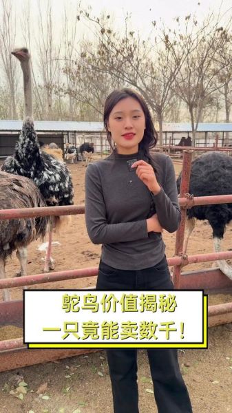 养20只鸵鸟需投多少钱_鸵鸟养殖成本明细-第1张图片-山城妙识