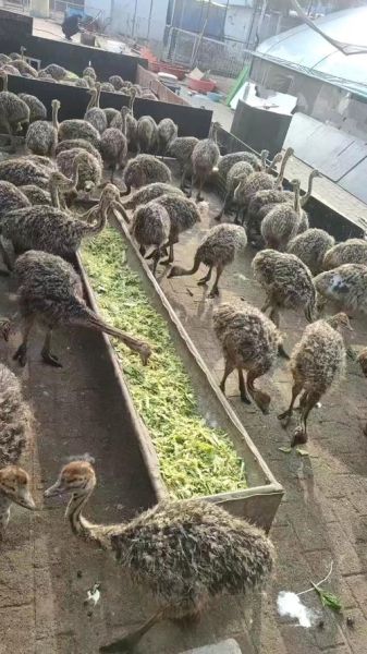 养20只鸵鸟需投多少钱_鸵鸟养殖成本明细-第3张图片-山城妙识