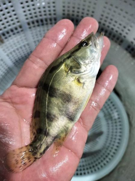 小鳜鱼苗多久能长一斤_鳜鱼养殖周期多长-第2张图片-山城妙识 小鳜鱼苗多久能长一斤_鳜鱼养殖周期多长-第2张图片-山城妙识