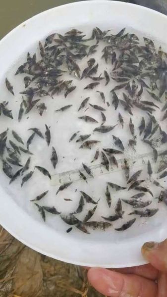 小鳜鱼苗多久能长一斤_鳜鱼养殖周期多长-第3张图片-山城妙识 小鳜鱼苗多久能长一斤_鳜鱼养殖周期多长-第3张图片-山城妙识