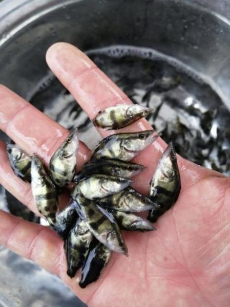 小鳜鱼苗多久能长一斤_鳜鱼养殖周期多长-第1张图片-山城妙识 小鳜鱼苗多久能长一斤_鳜鱼养殖周期多长-第1张图片-山城妙识