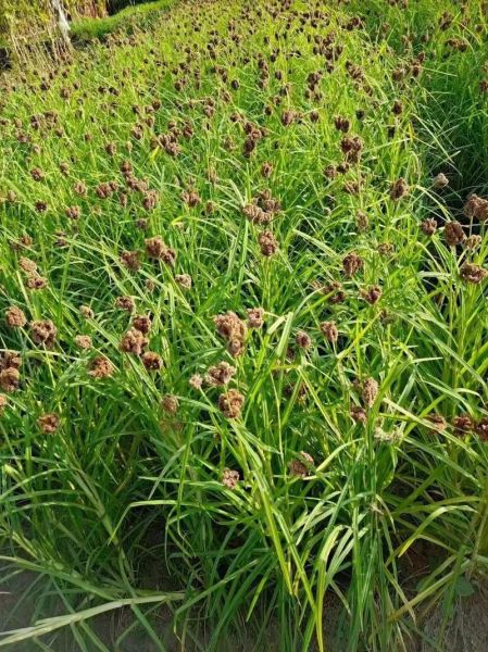 粟米粉是什么做的_粟米粉可以做什么美食-第1张图片-山城妙识 粟米粉是什么做的_粟米粉可以做什么美食-第1张图片-山城妙识