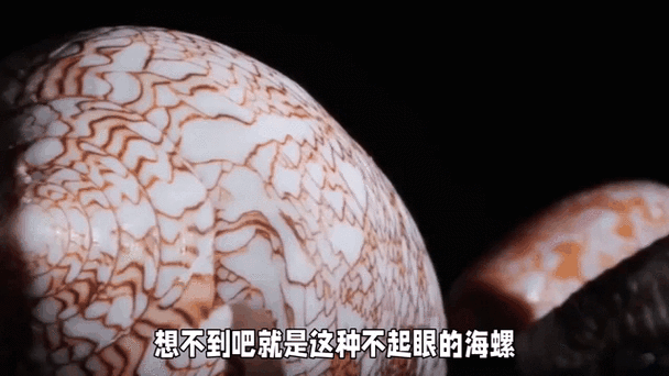 鸡心螺的天敌有哪些_鸡心螺最怕什么动物-第1张图片-山城妙识 鸡心螺的天敌有哪些_鸡心螺最怕什么动物-第1张图片-山城妙识