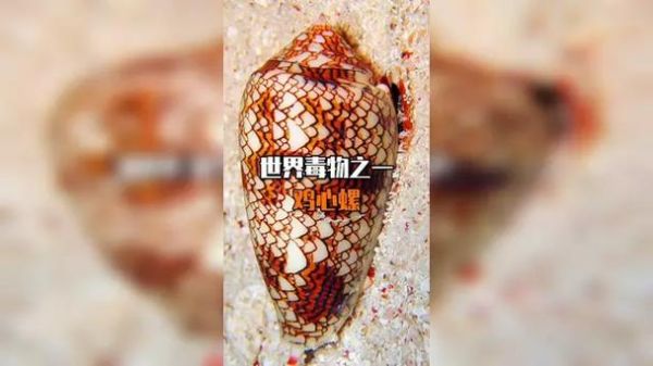 鸡心螺的天敌有哪些_鸡心螺最怕什么动物-第3张图片-山城妙识 鸡心螺的天敌有哪些_鸡心螺最怕什么动物-第3张图片-山城妙识