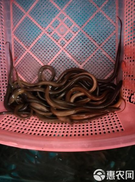 黄鳝鱼苗多少钱一斤_黄鳝鱼苗批发价格行情-第3张图片-山城妙识 黄鳝鱼苗多少钱一斤_黄鳝鱼苗批发价格行情-第3张图片-山城妙识