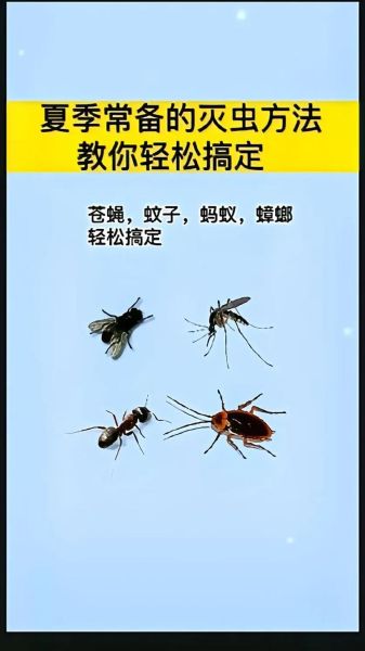 苍蝇怎么消灭_苍蝇怕什么气味-第1张图片-山城妙识 苍蝇怎么消灭_苍蝇怕什么气味-第1张图片-山城妙识