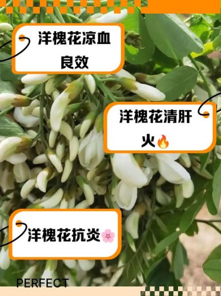 洋槐花图片功效与作用_洋槐花怎么吃最养生-第2张图片-山城妙识